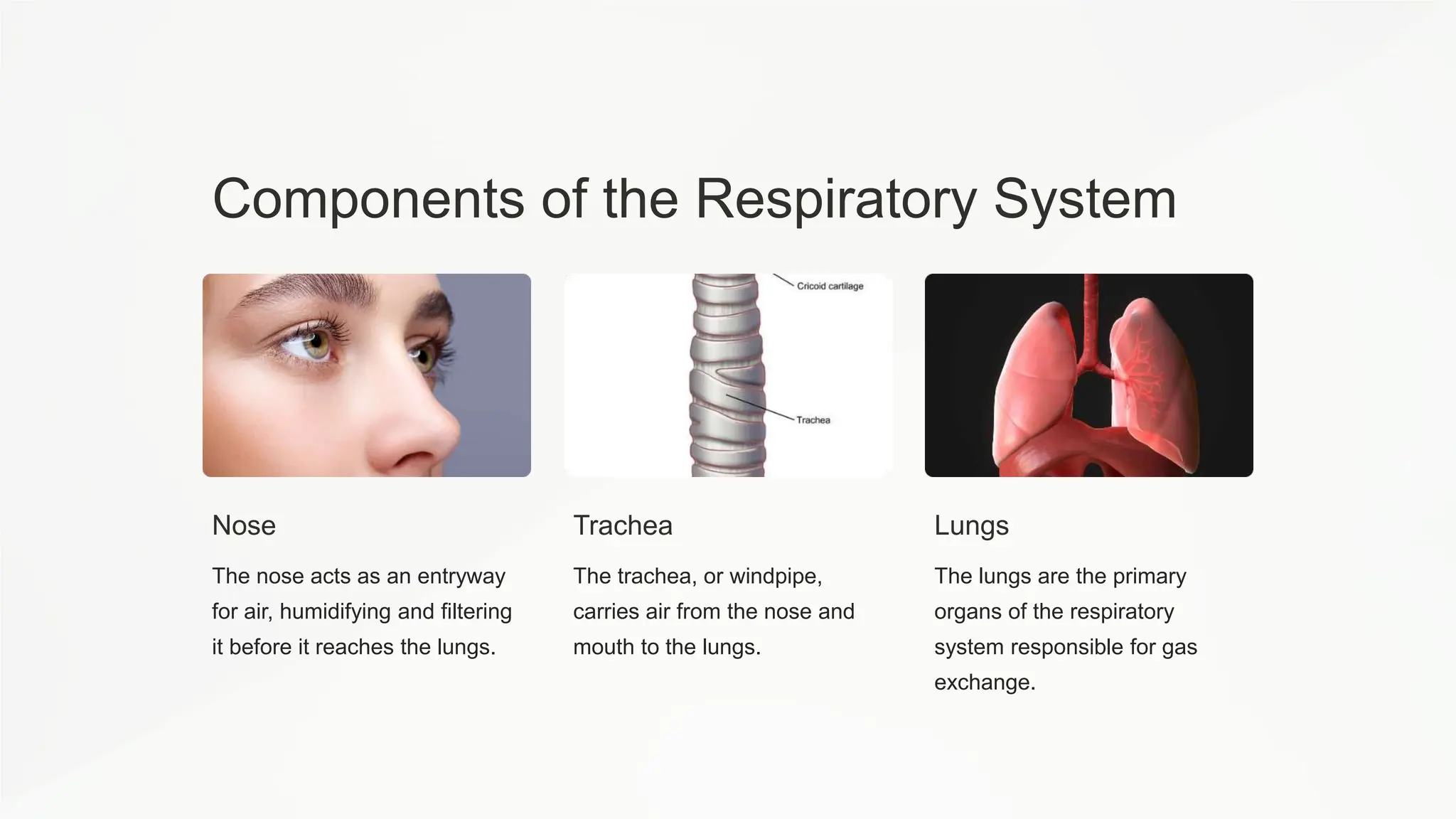 Respiratory physiology physiotherapy-System.pptx