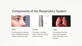 Respiratory physiology physiotherapy-System.pptx