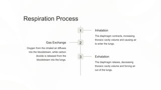 Respiratory physiology physiotherapy-System.pptx