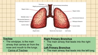 RESPIRATORY-SYSTEM AND ITS PARTS ANATOMY.pptx