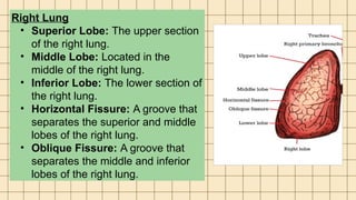 RESPIRATORY-SYSTEM AND ITS PARTS ANATOMY.pptx