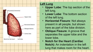 RESPIRATORY-SYSTEM AND ITS PARTS ANATOMY.pptx