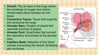 RESPIRATORY-SYSTEM AND ITS PARTS ANATOMY.pptx