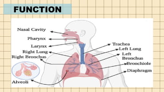 RESPIRATORY-SYSTEM AND ITS PARTS ANATOMY.pptx