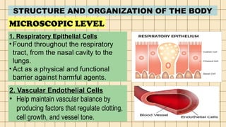 RESPIRATORY-SYSTEM AND ITS PARTS ANATOMY.pptx
