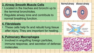 RESPIRATORY-SYSTEM AND ITS PARTS ANATOMY.pptx