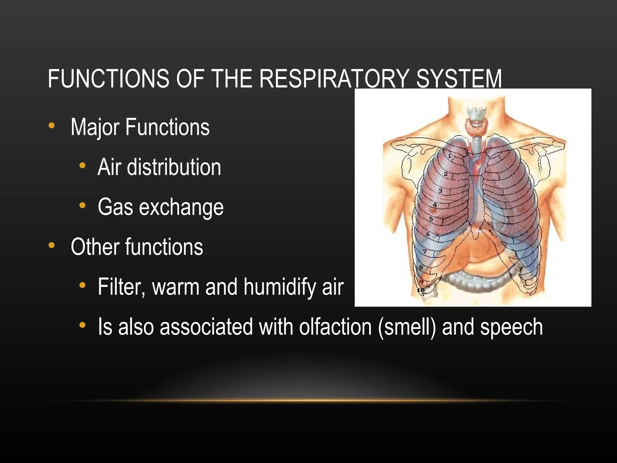 RESPIRATORY-SYSTEM anatomy and physiology.ppt