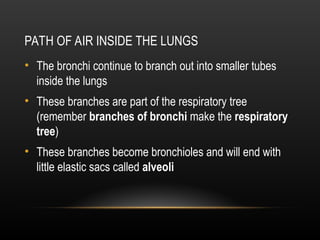 RESPIRATORY-SYSTEM anatomy and physiology.ppt