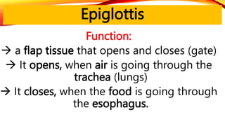 RESPIRATORY-SYSTEM-B.pptx