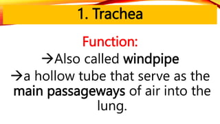 RESPIRATORY-SYSTEM-B.pptx