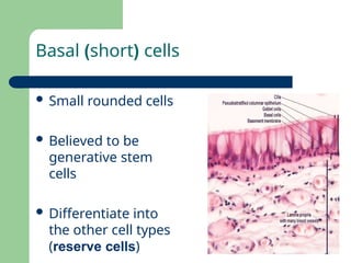 histology of Respiratory-System-lec-part 1 | PPTX