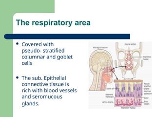 histology of Respiratory-System-lec-part 1 | PPTX