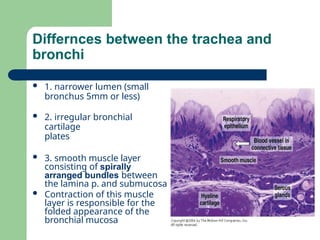 histology of Respiratory-System-lec-part 1 | PPTX