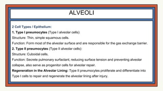 Respiratory-system (1).pdf HUMAN HISTOLOGY | PPT