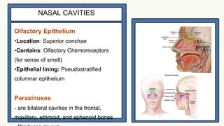 Respiratory-system (1).pdf HUMAN HISTOLOGY | PPT