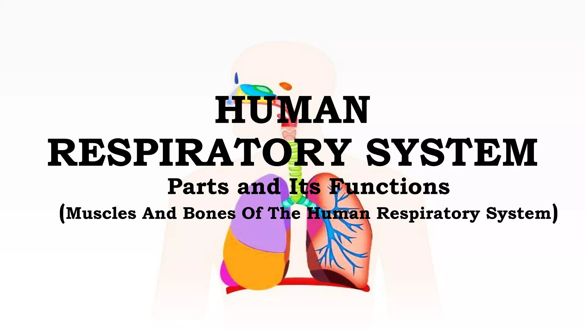 RESPIRATORY-SYSTEM_THE-MECHANISM-OF-BREATHING.pdf