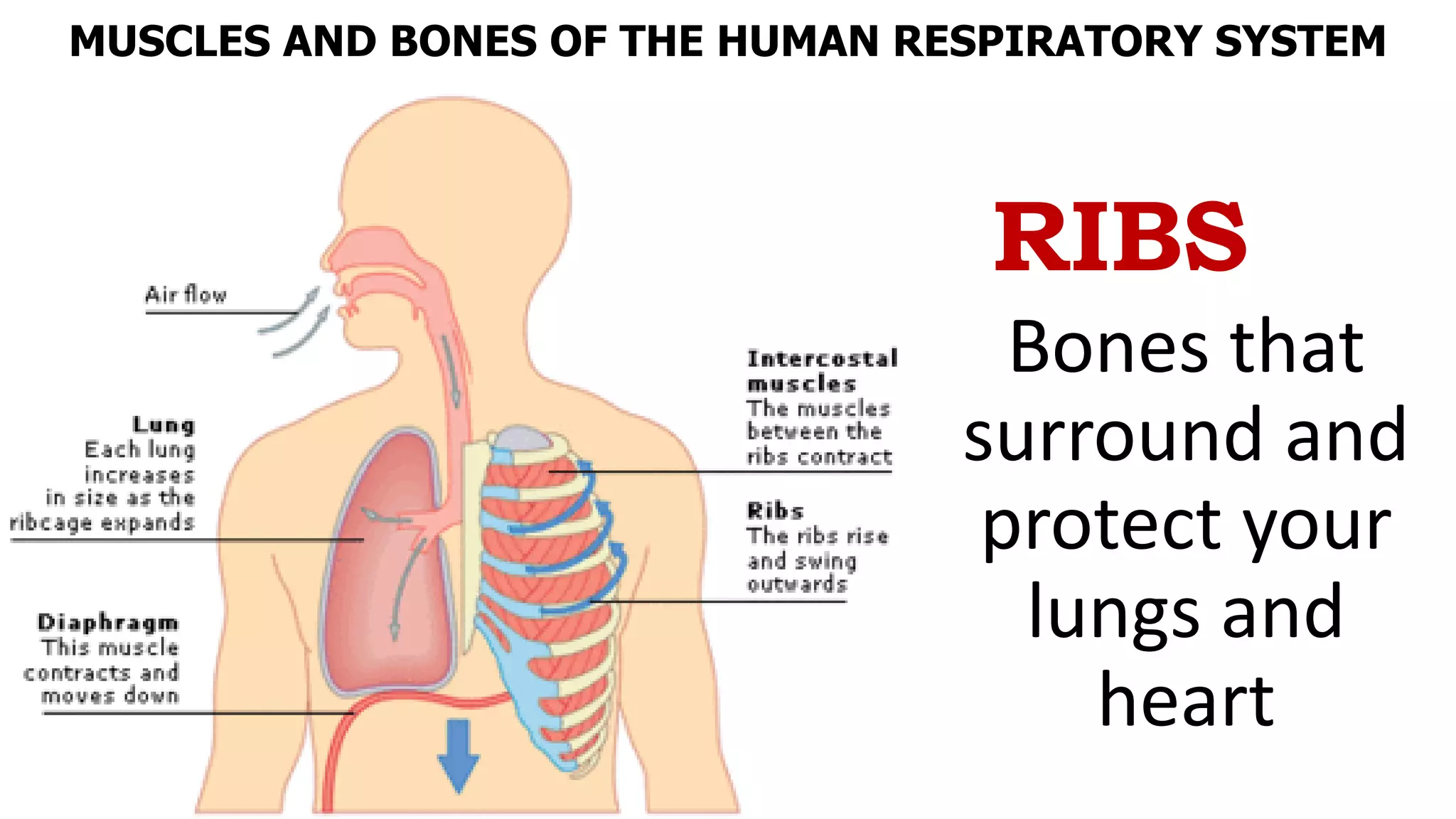 RESPIRATORY-SYSTEM_THE-MECHANISM-OF-BREATHING.pdf