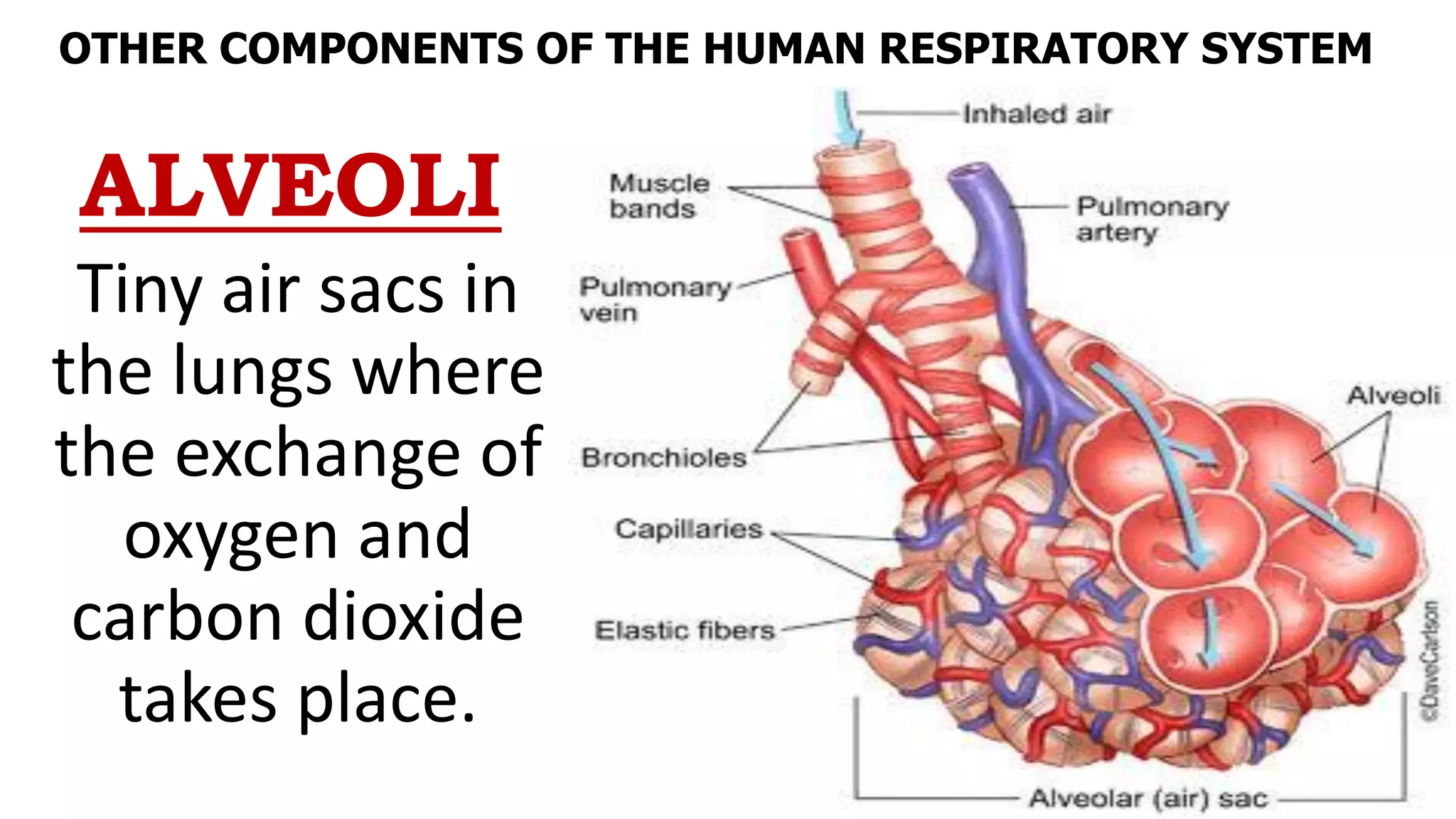 RESPIRATORY-SYSTEM_THE-MECHANISM-OF-BREATHING.pdf