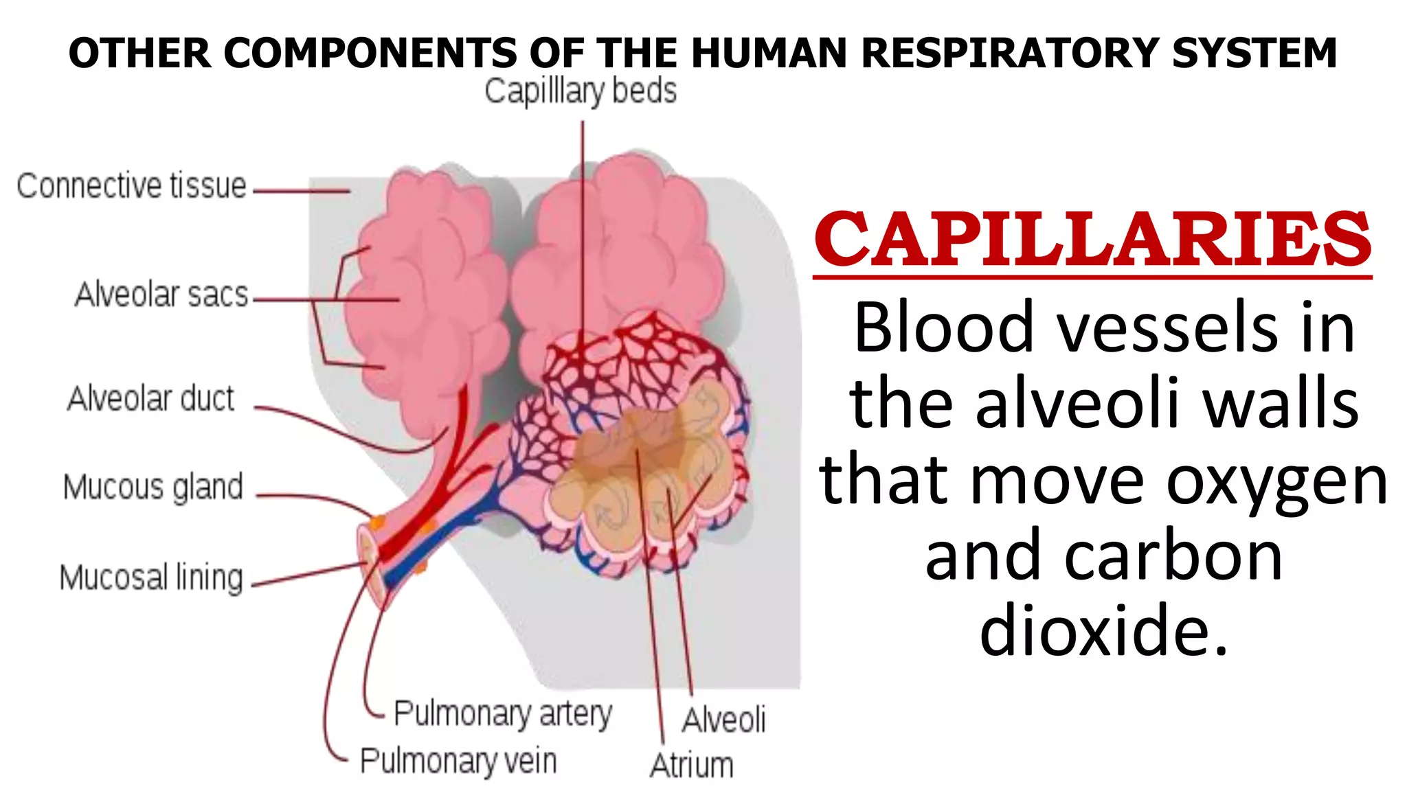 RESPIRATORY-SYSTEM_THE-MECHANISM-OF-BREATHING.pdf