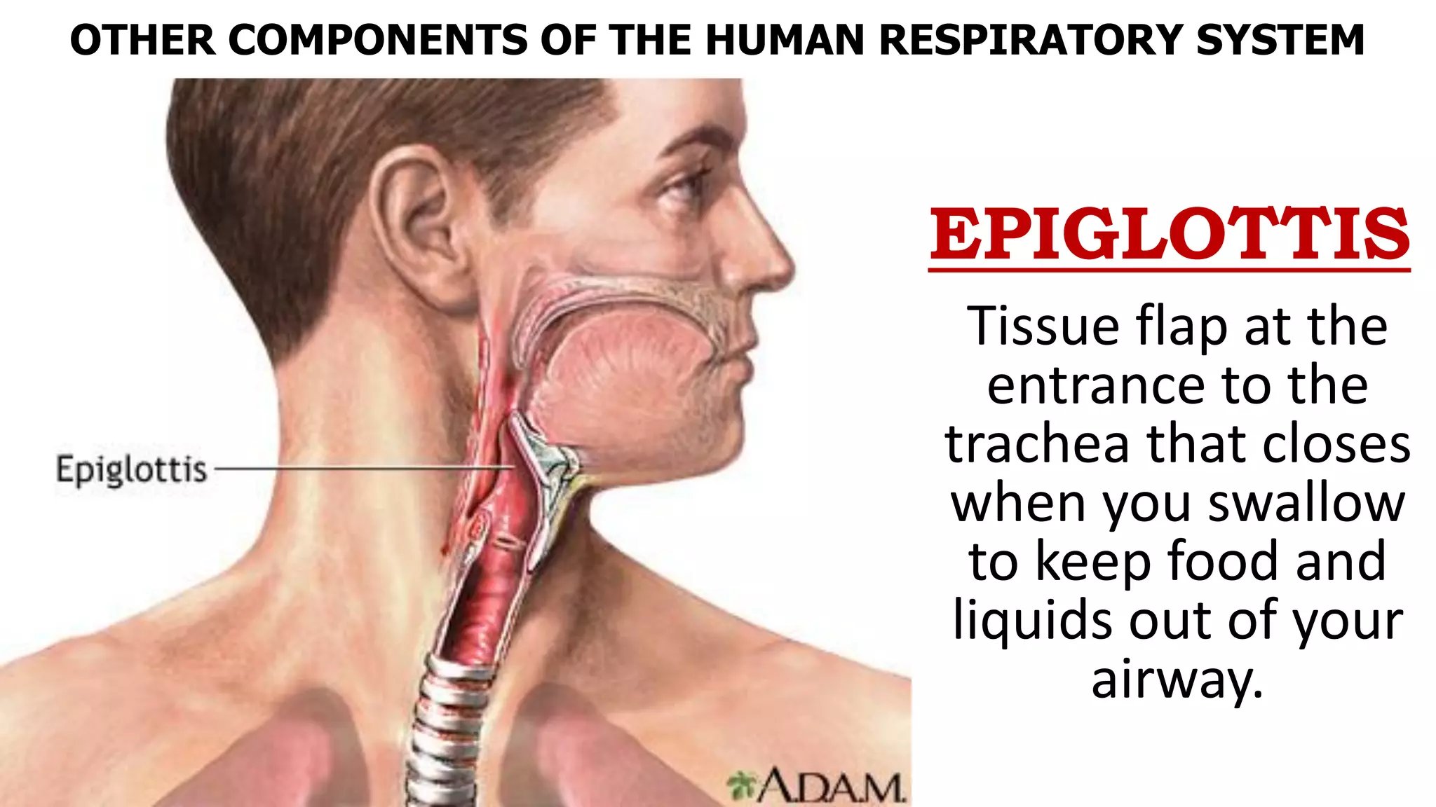 RESPIRATORY-SYSTEM_THE-MECHANISM-OF-BREATHING.pdf