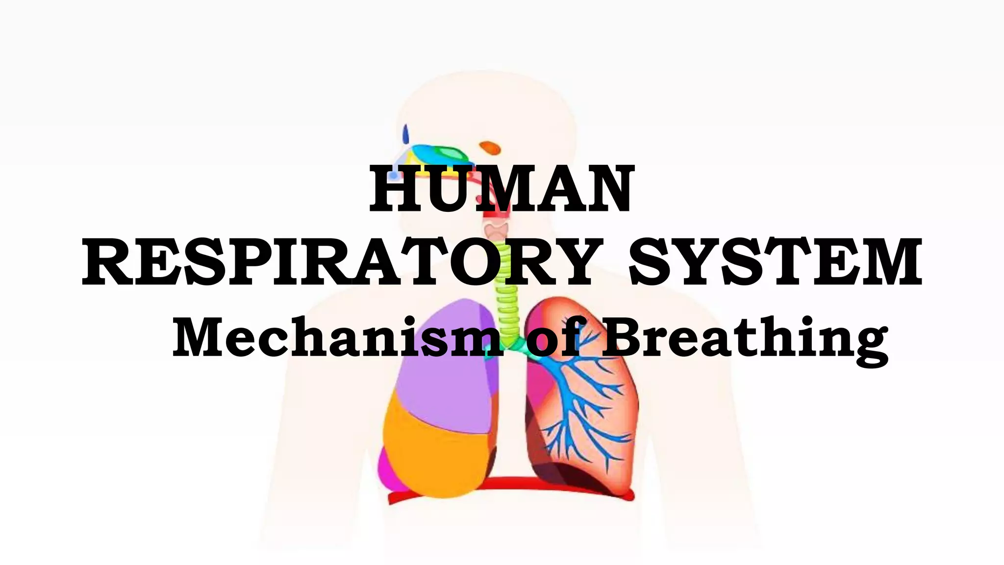 RESPIRATORY-SYSTEM_THE-MECHANISM-OF-BREATHING.pdf