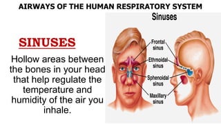 RESPIRATORY-SYSTEM_THE-MECHANISM-OF-BREATHING.pdf