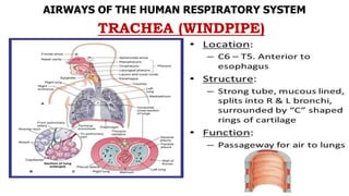 RESPIRATORY-SYSTEM_THE-MECHANISM-OF-BREATHING.pdf