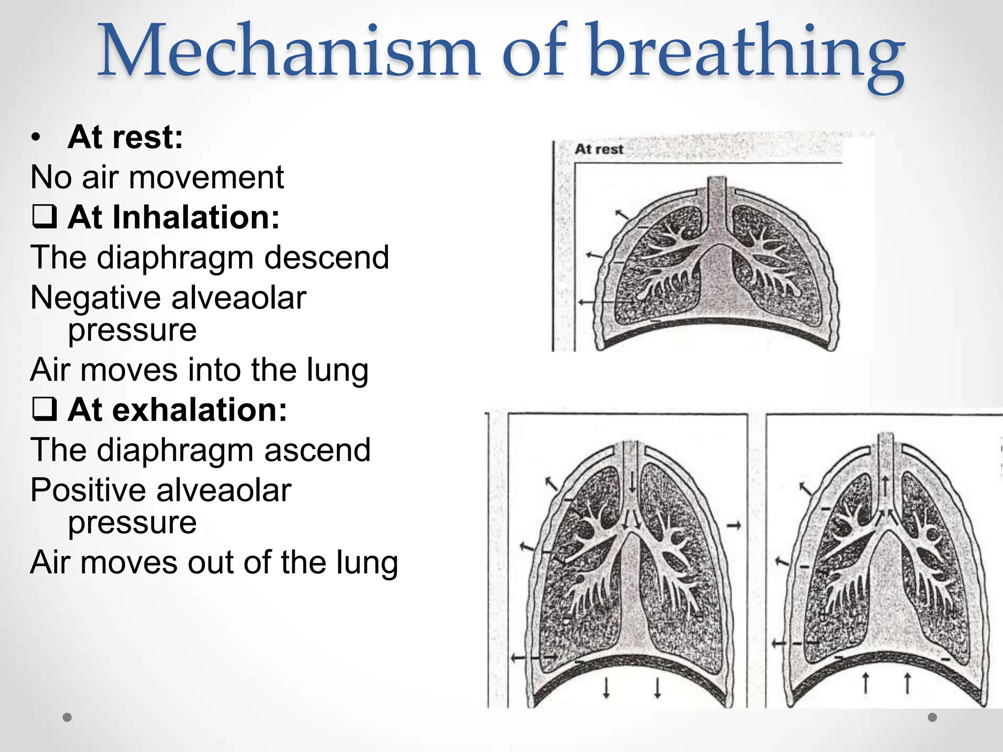 Assessment of respiratory system 1 | PPT