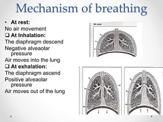 Assessment of respiratory system 1 | PPT
