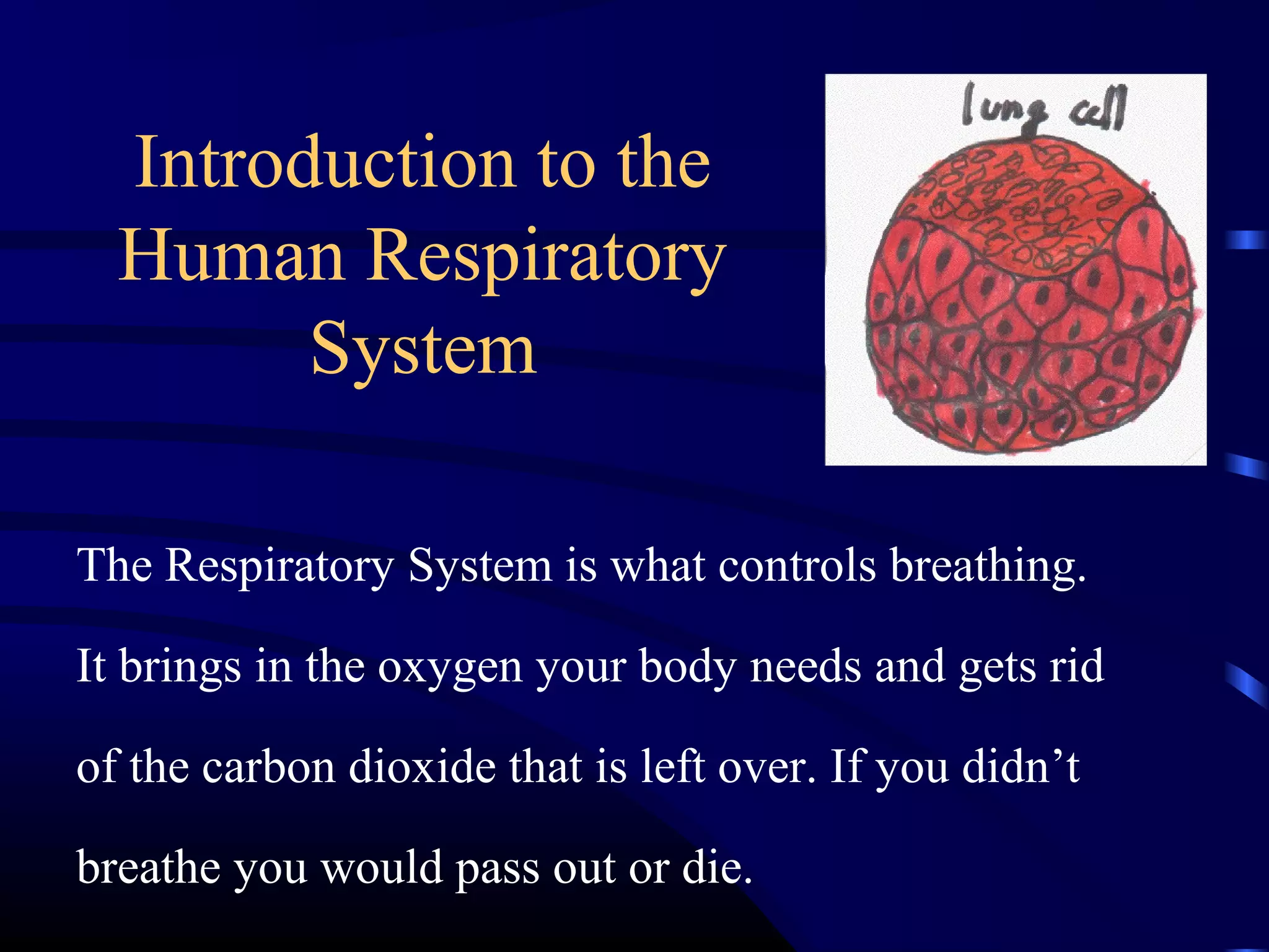 Respiratory2 | PPT | Lung and Respiratory Health | Diseases and Conditions