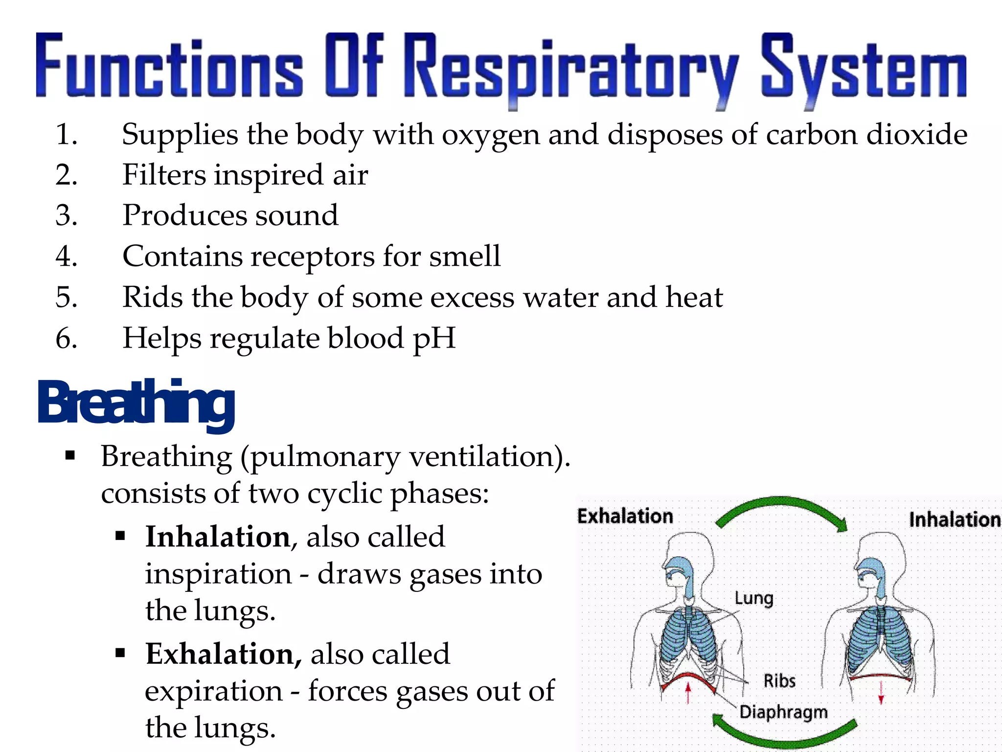 respiratory%20system.pptx