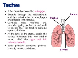 respiratory%20system.pptx
