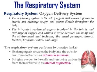 respiratory%20system.pptx