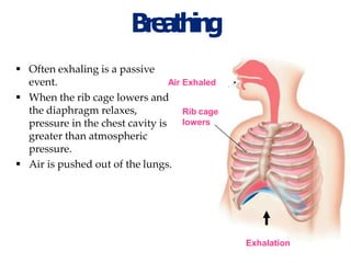 respiratory%20system.pptx