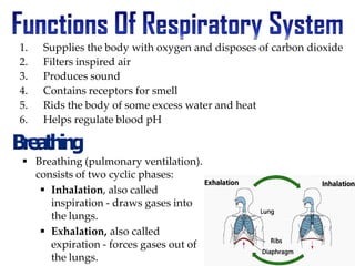 respiratory%20system.pptx