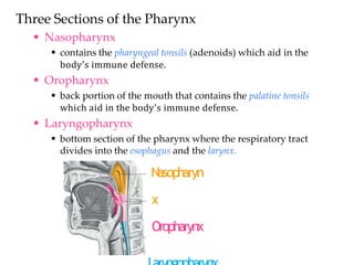respiratory%20system.pptx