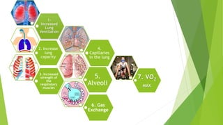 Respiratory adaptation to exercise | PPTX
