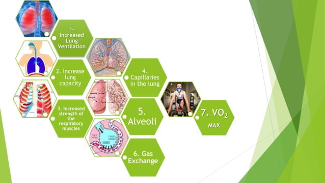 Respiratory adaptation to exercise | PPTX
