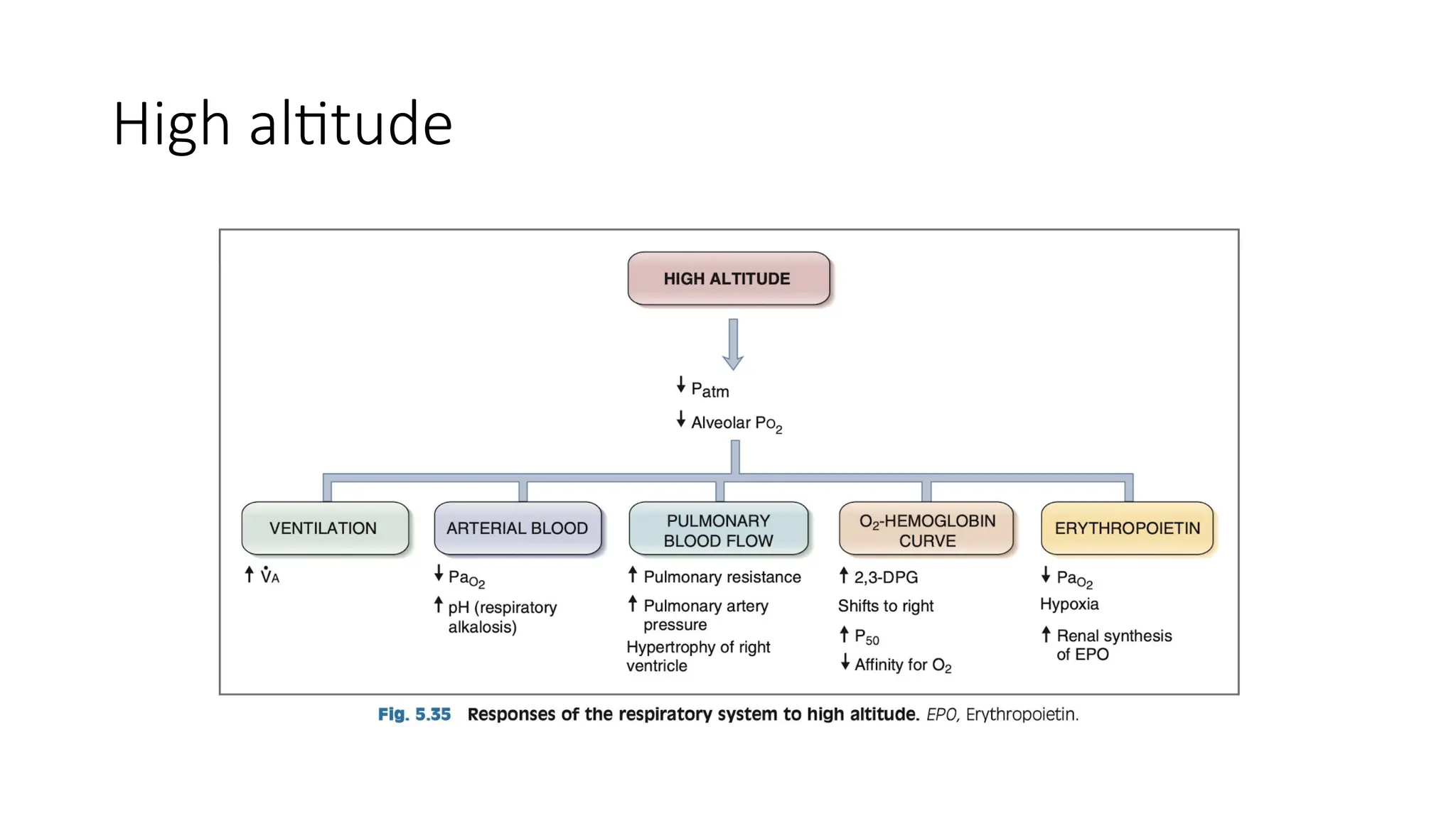 Respiratory adaptations on high altitude & physical exercise.pptx