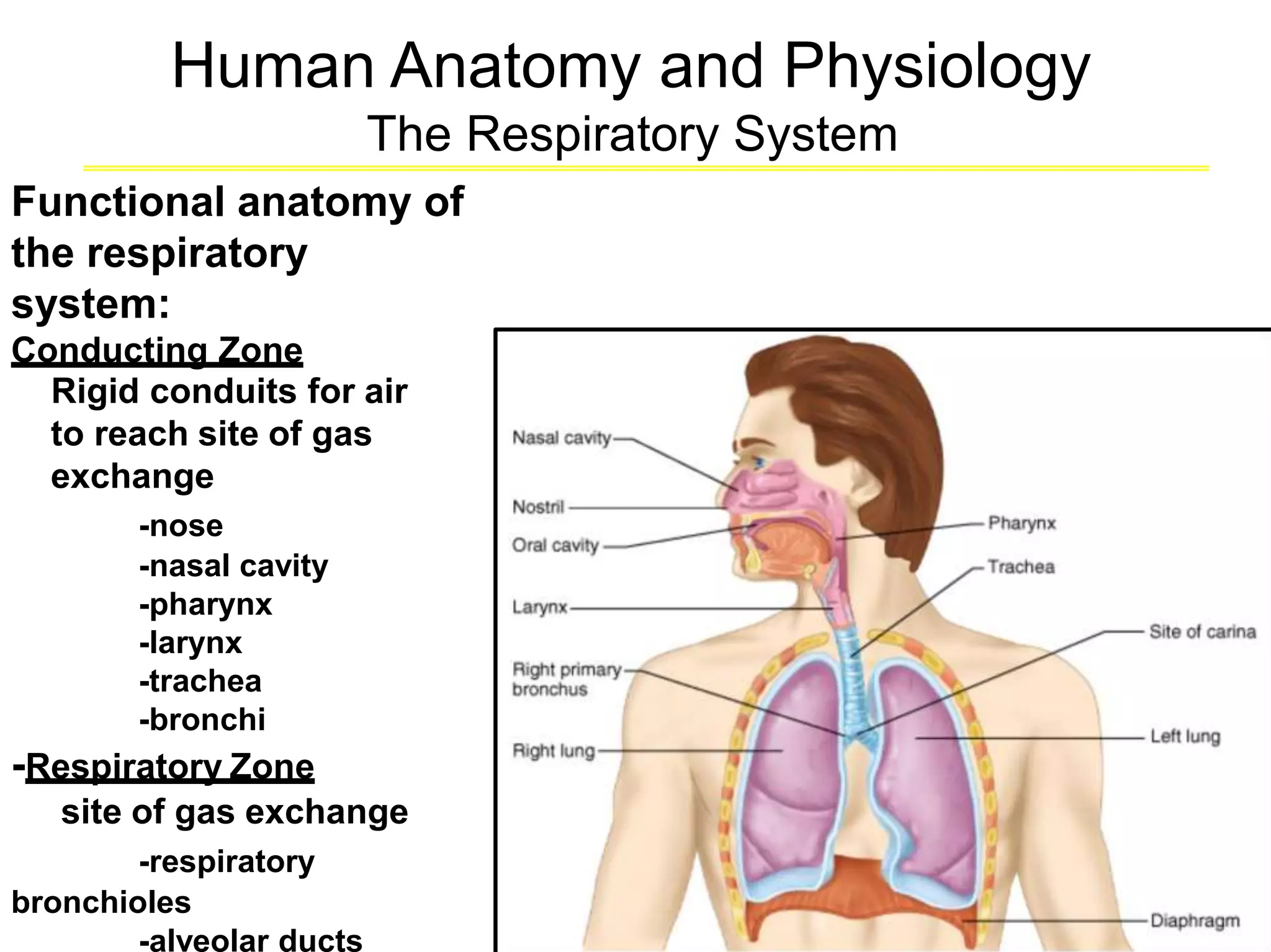 Respiratory anaotomy | PPTX