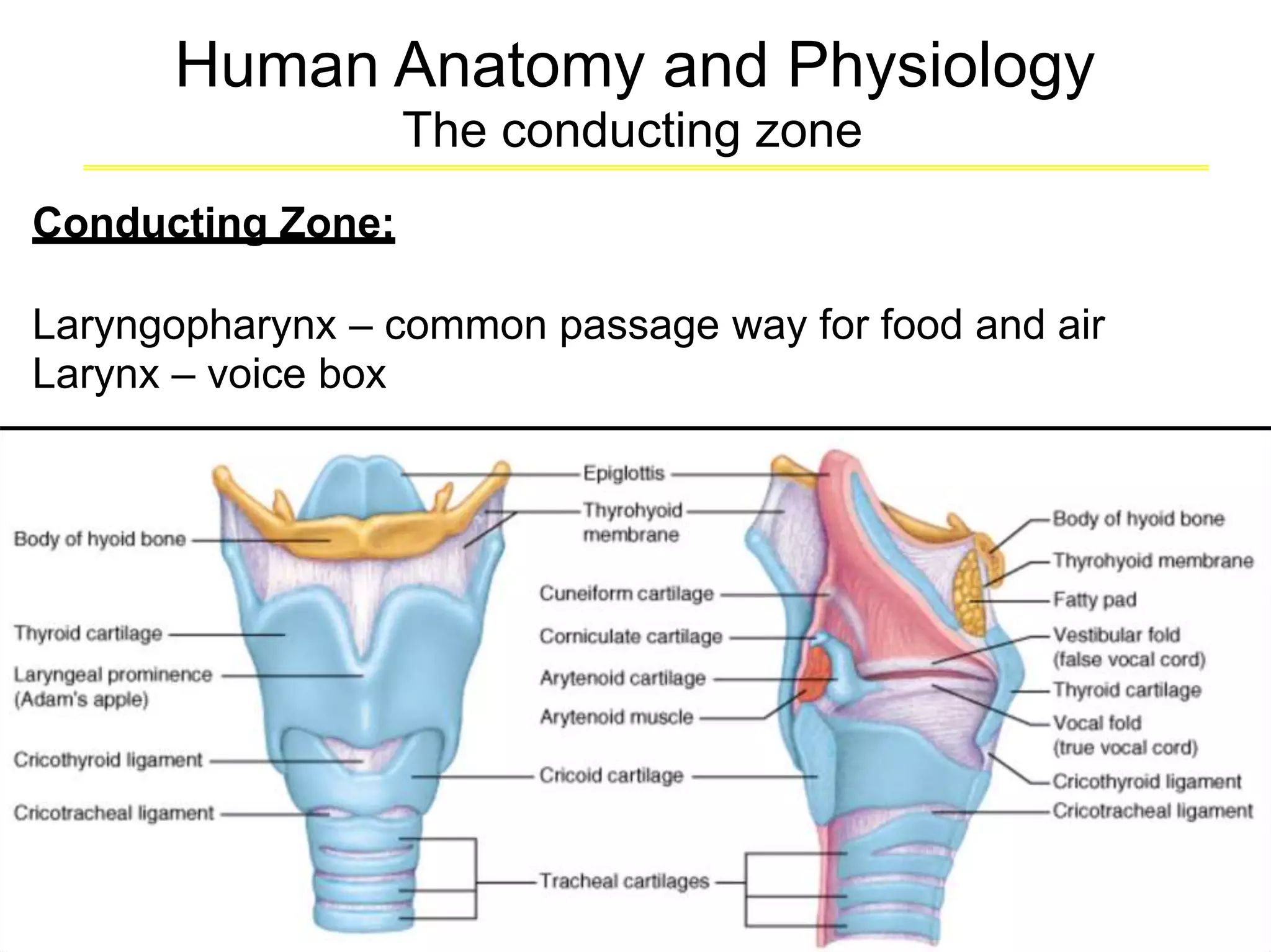 Respiratory anaotomy | PPTX