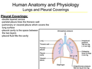 Respiratory anaotomy | PPTX