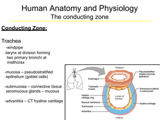 Respiratory anaotomy | PPTX
