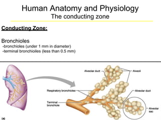 Respiratory anaotomy | PPTX