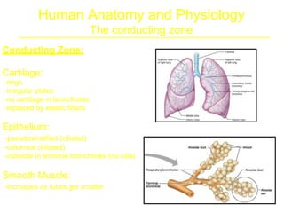 Respiratory anaotomy | PPTX