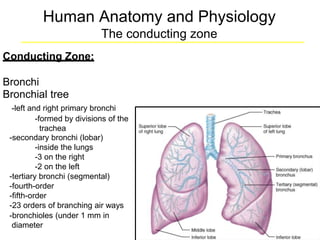 Respiratory anatomy(1) | PPT