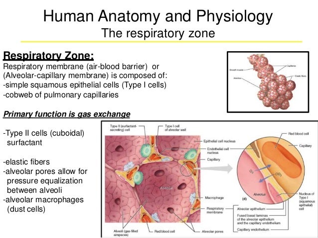 Respiratory Membrane