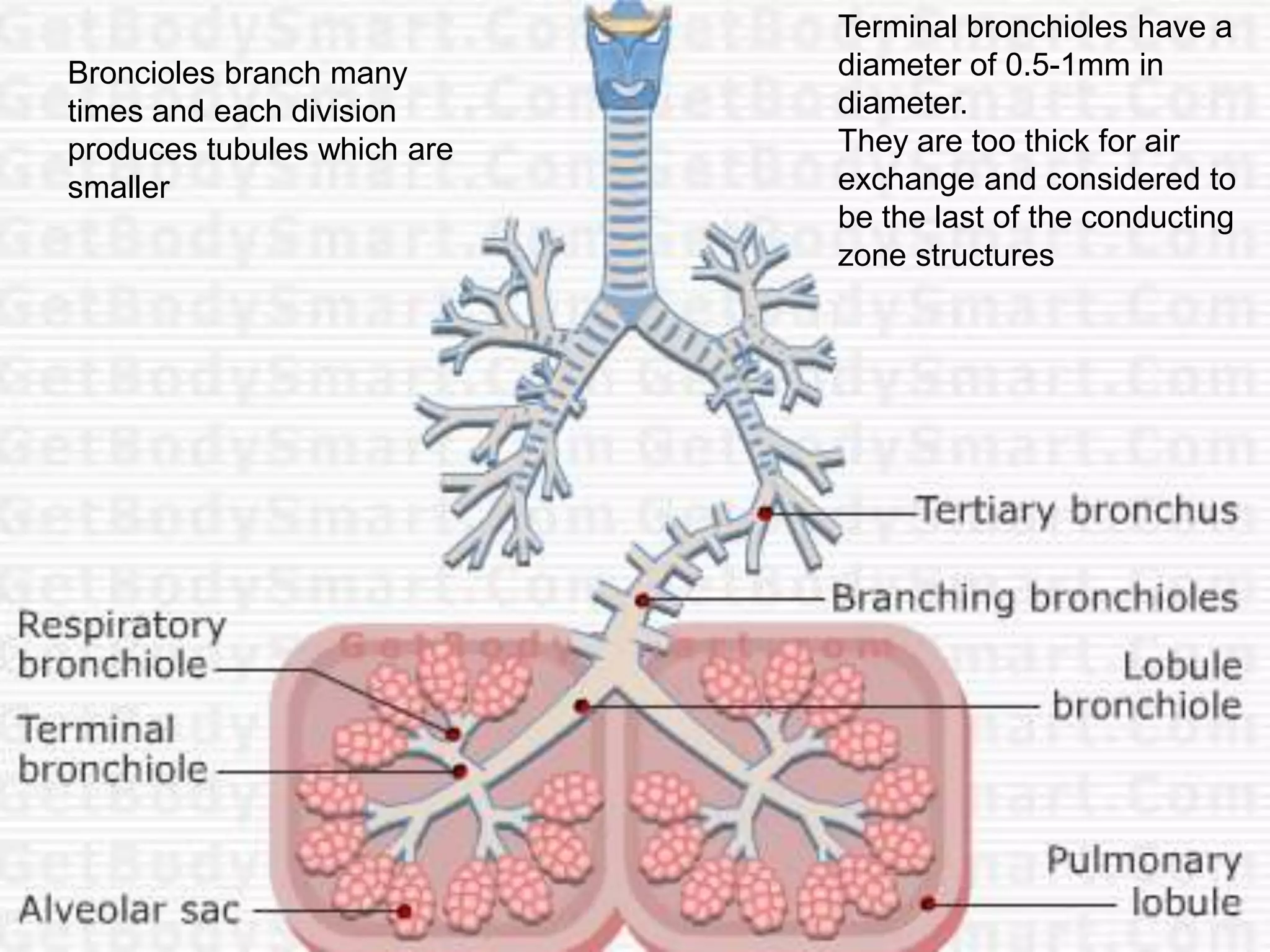 Respiratory anatomy and physiology faculty version | PPTX