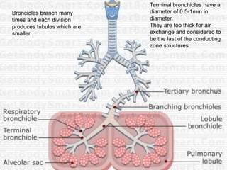 Respiratory anatomy and physiology faculty version | PPTX