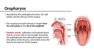 Respiratory Anatomy and anesthesiology.ppt